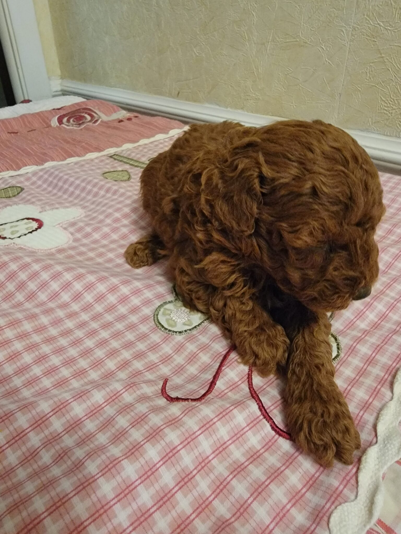 Male Toy Poodle Puppy - SOLD - Lowry Toy Poodles