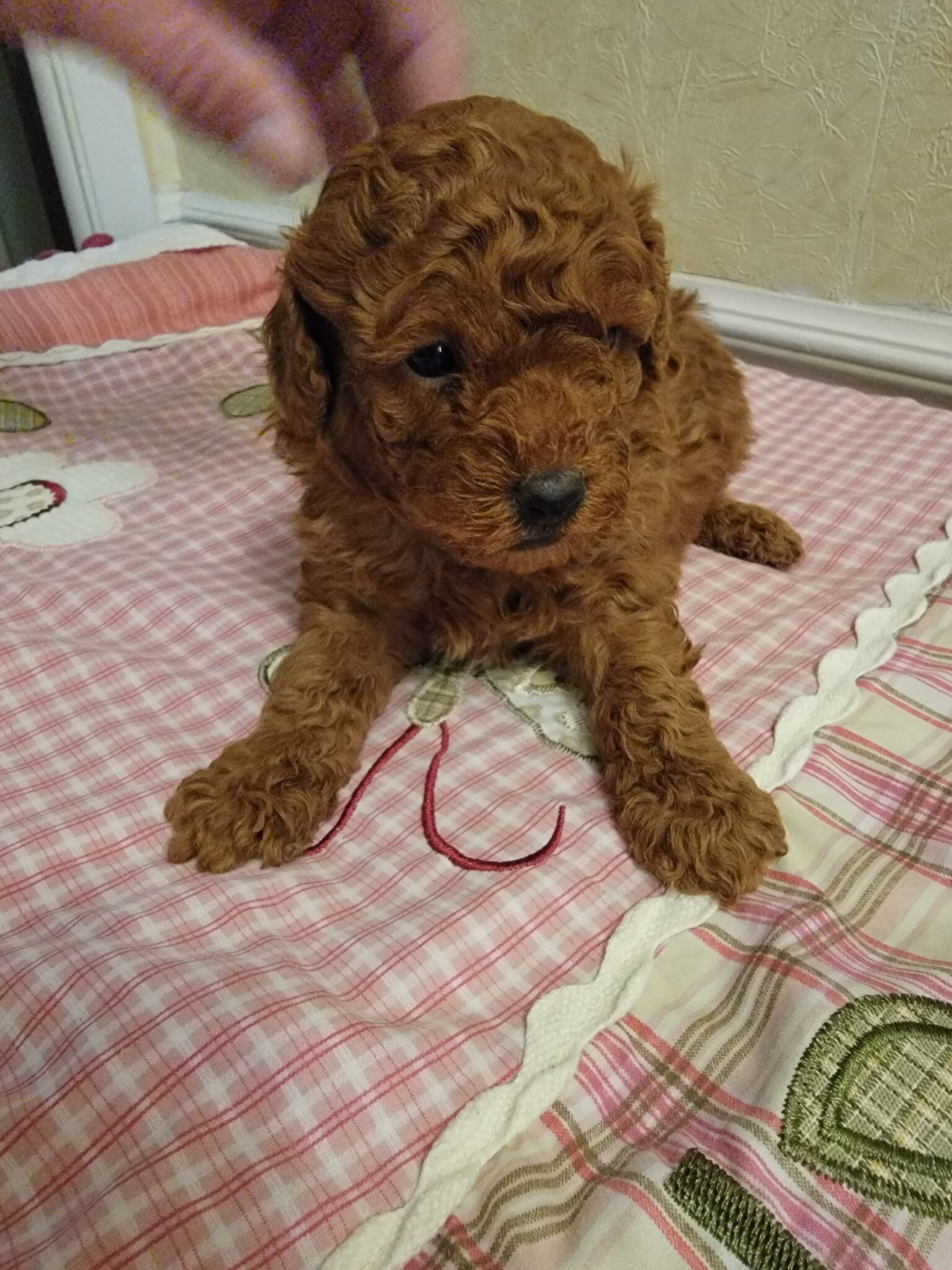 Male Toy Poodle Puppy - SOLD - Lowry Toy Poodles