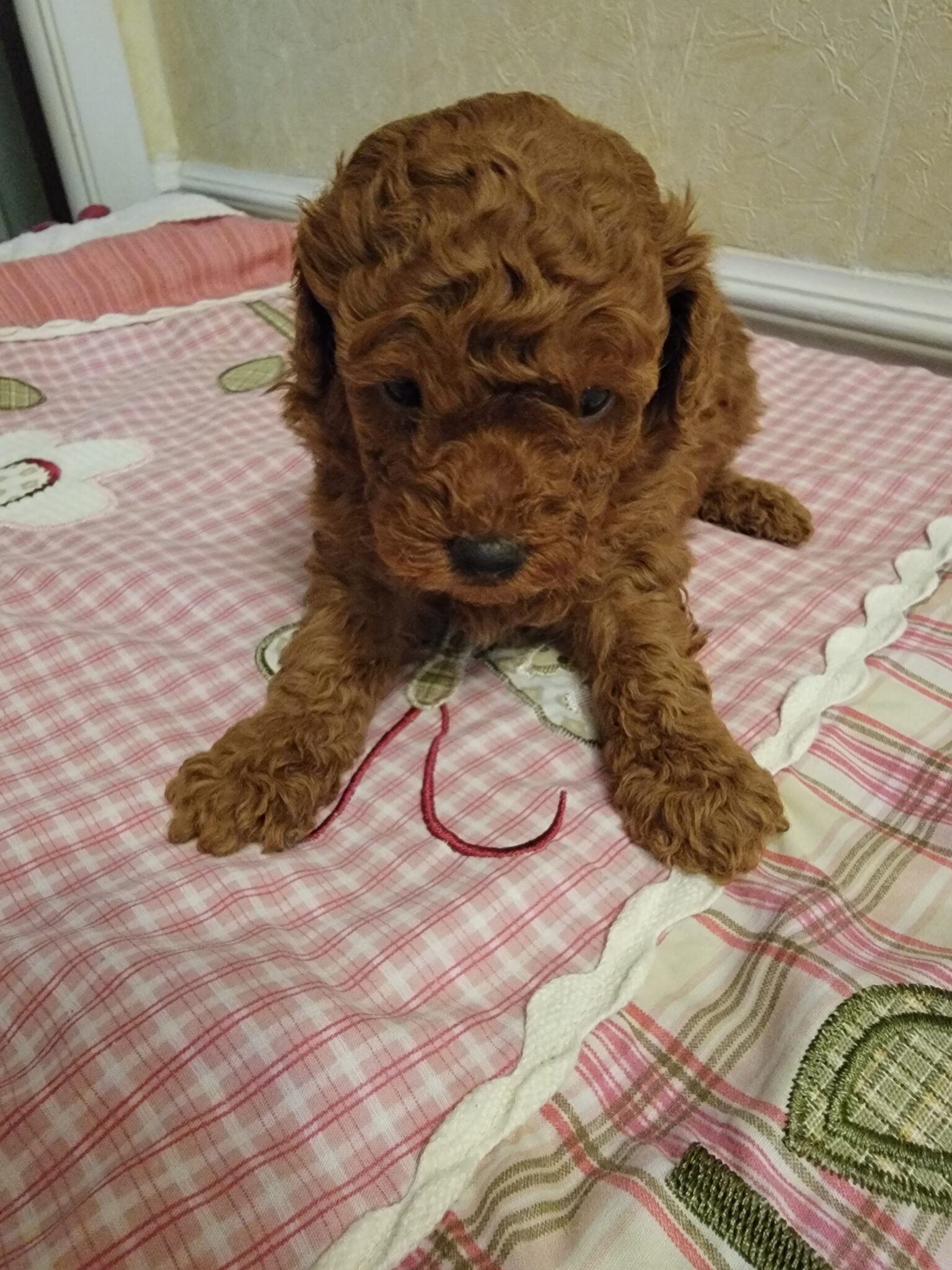 Male Toy Poodle Puppy - SOLD - Lowry Toy Poodles
